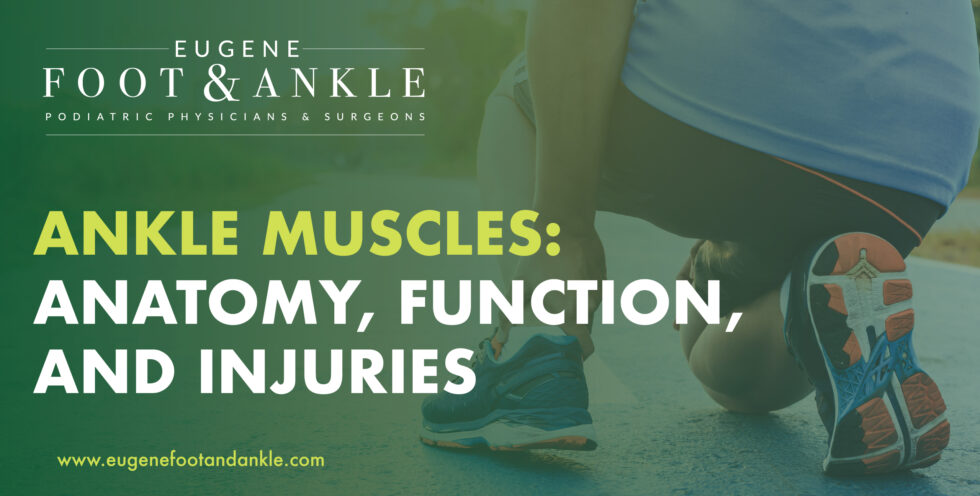 Ankle Muscles | Anatomy, Function, Injuries | Eugene Foot & Ankle